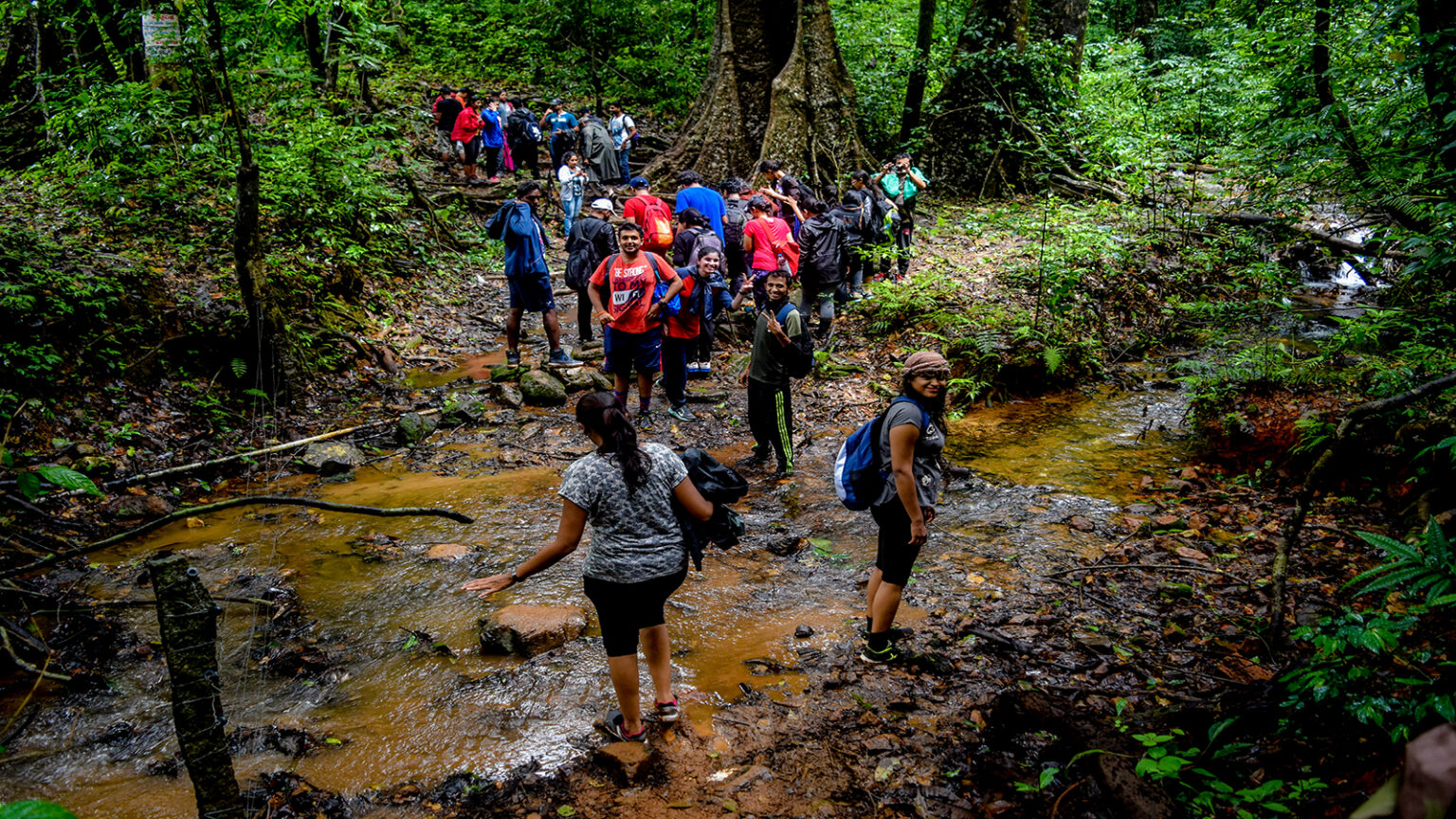 Kodachadri Unveiled: Trekking Through the Lush Western Ghats